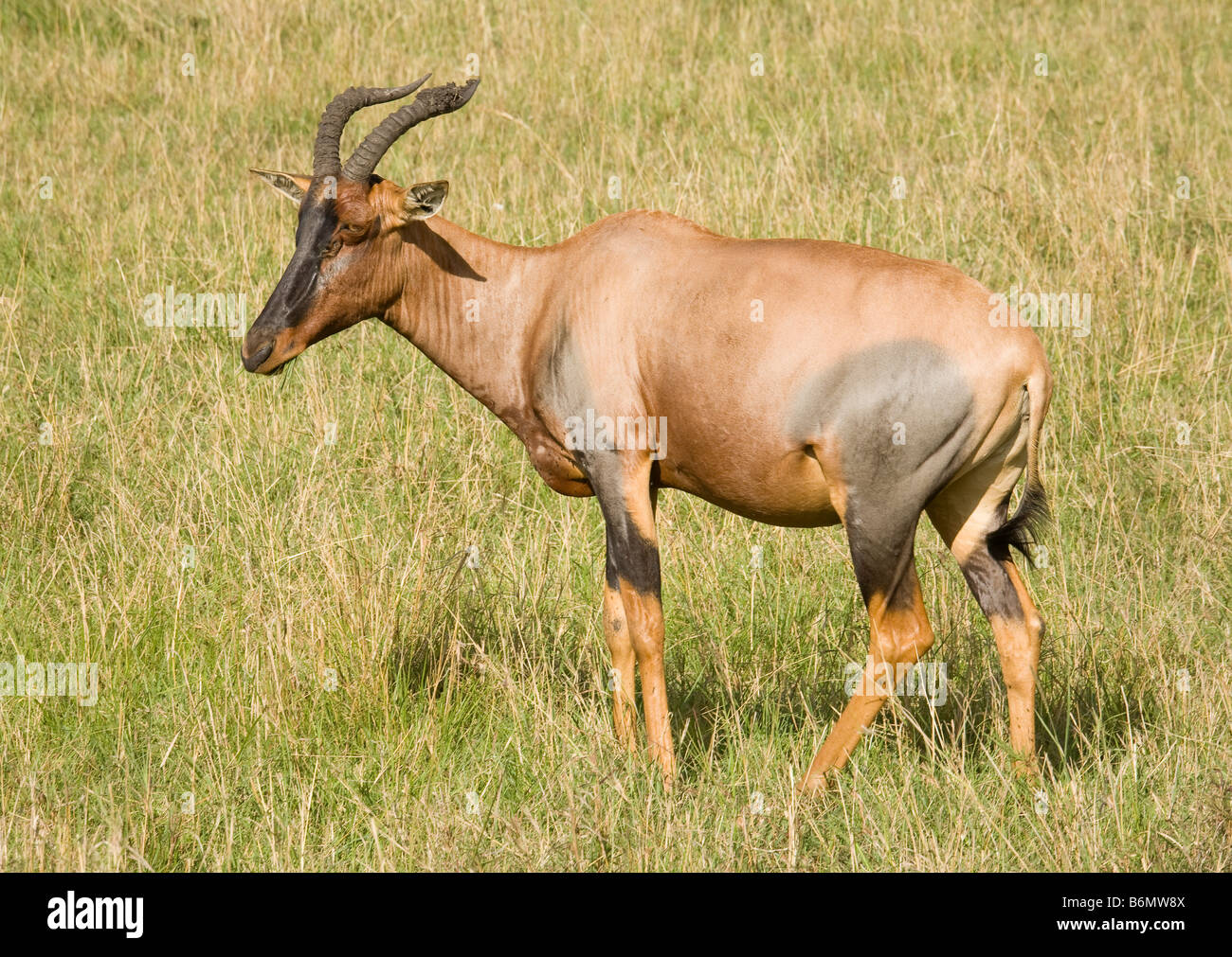 Topi plains hi-res stock photography and images - Alamy