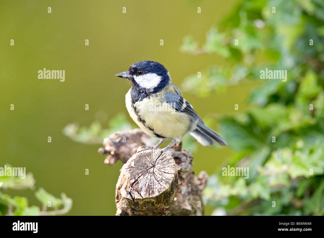 Great Tit Parus major (Paridae Stock Photo - Alamy