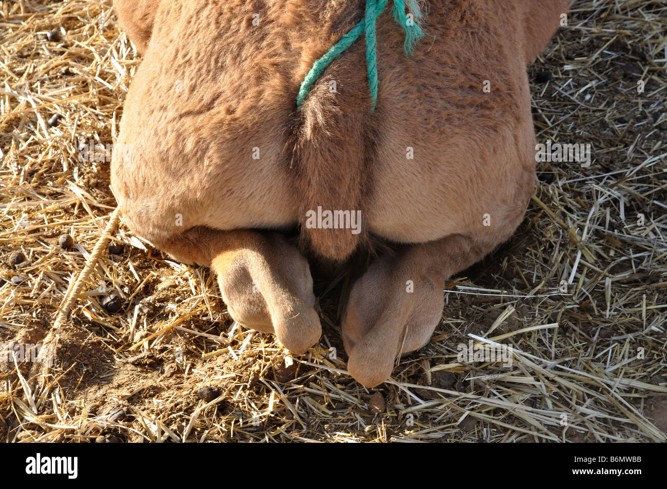 Backside of the Camel, Morocco Africa Stock Photo - Alamy