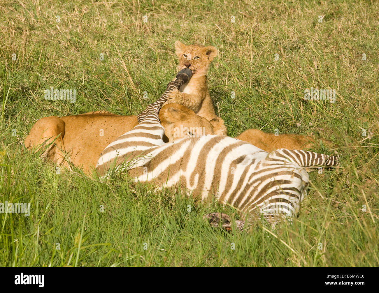 Dead zebra hi-res stock photography and images - Alamy