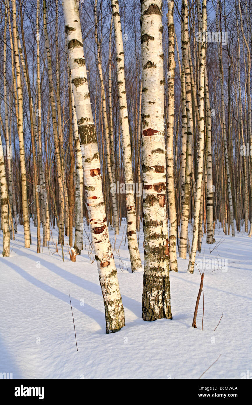 Nature, white snow, European weeping birch (Betula pendula) forest in ...