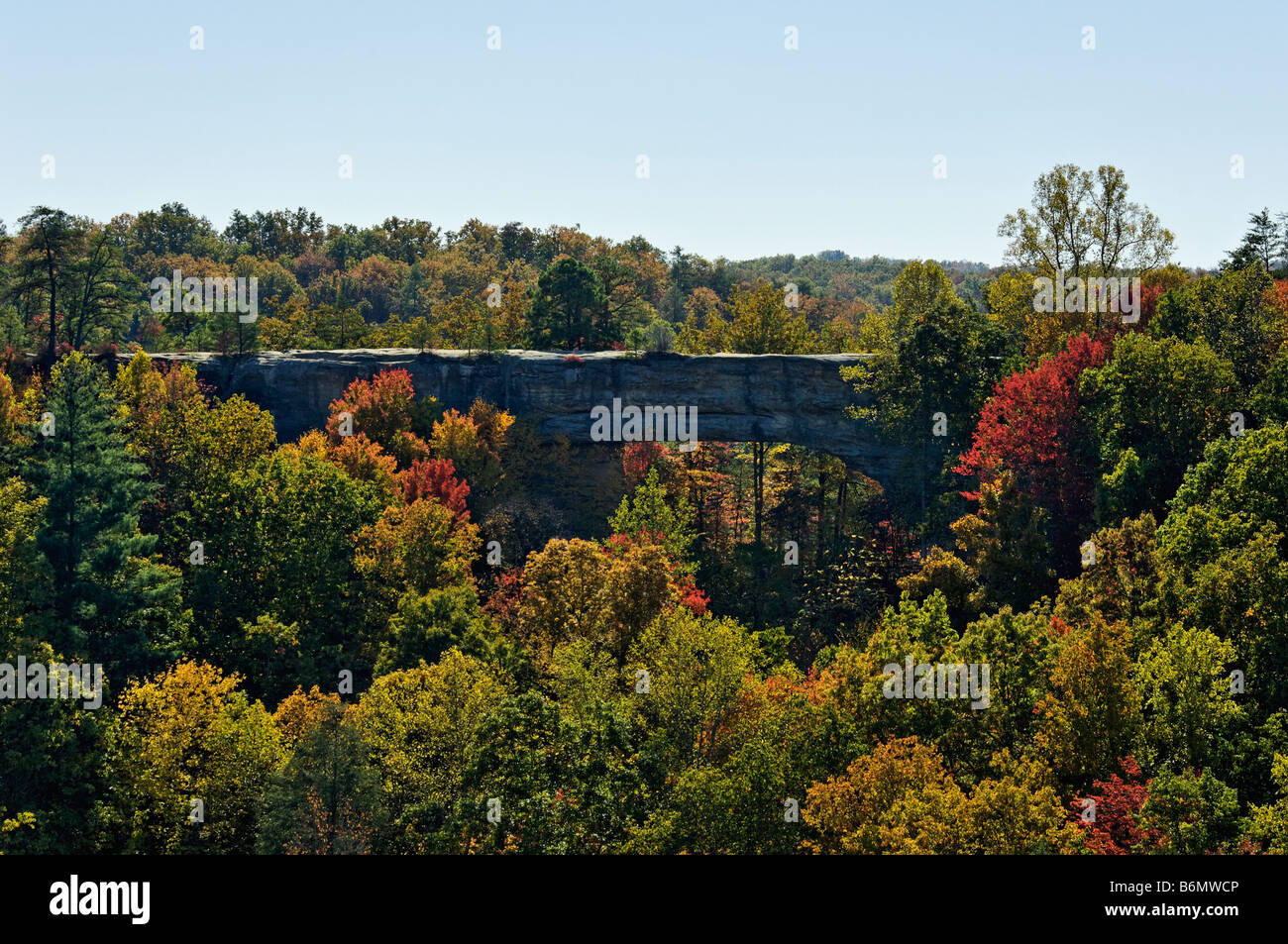 Backlit Autumn Forest and Natural Bridge in Natural Bridge State Park ...