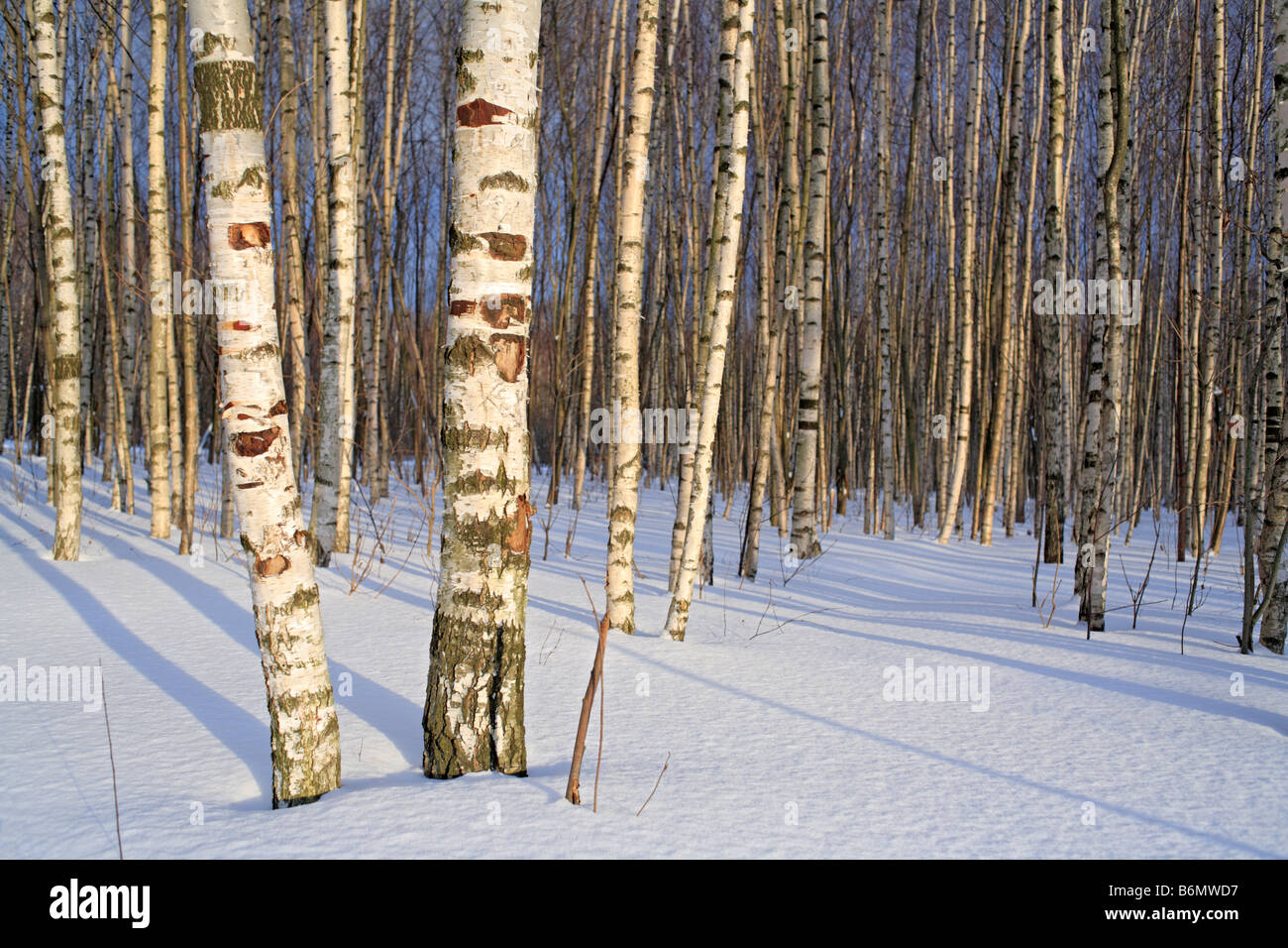 Nature, white snow, European weeping birch (Betula pendula) forest in ...