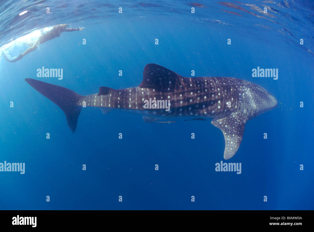 Whale Shark, Rhincodon typus, Mahe, Seychelles, Indian Ocean Stock ...