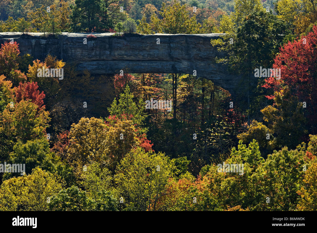 Backlit Autumn Forest and Natural Bridge in Natural Bridge State Park ...