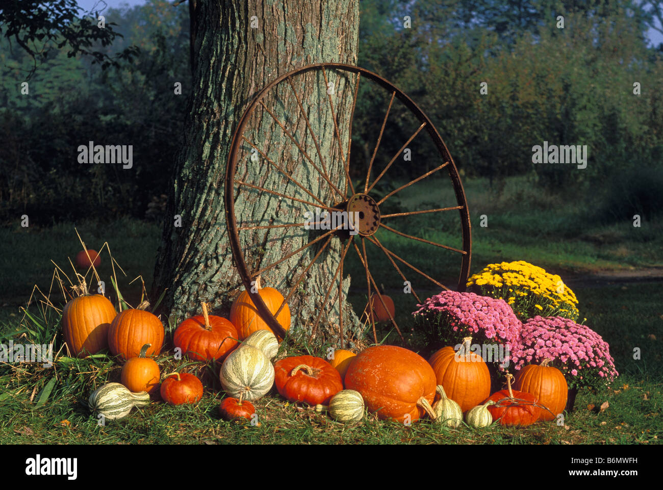 Pumpkins Gourds Mums and Old Wagon Wheel in Harvest Scene in Clark ...