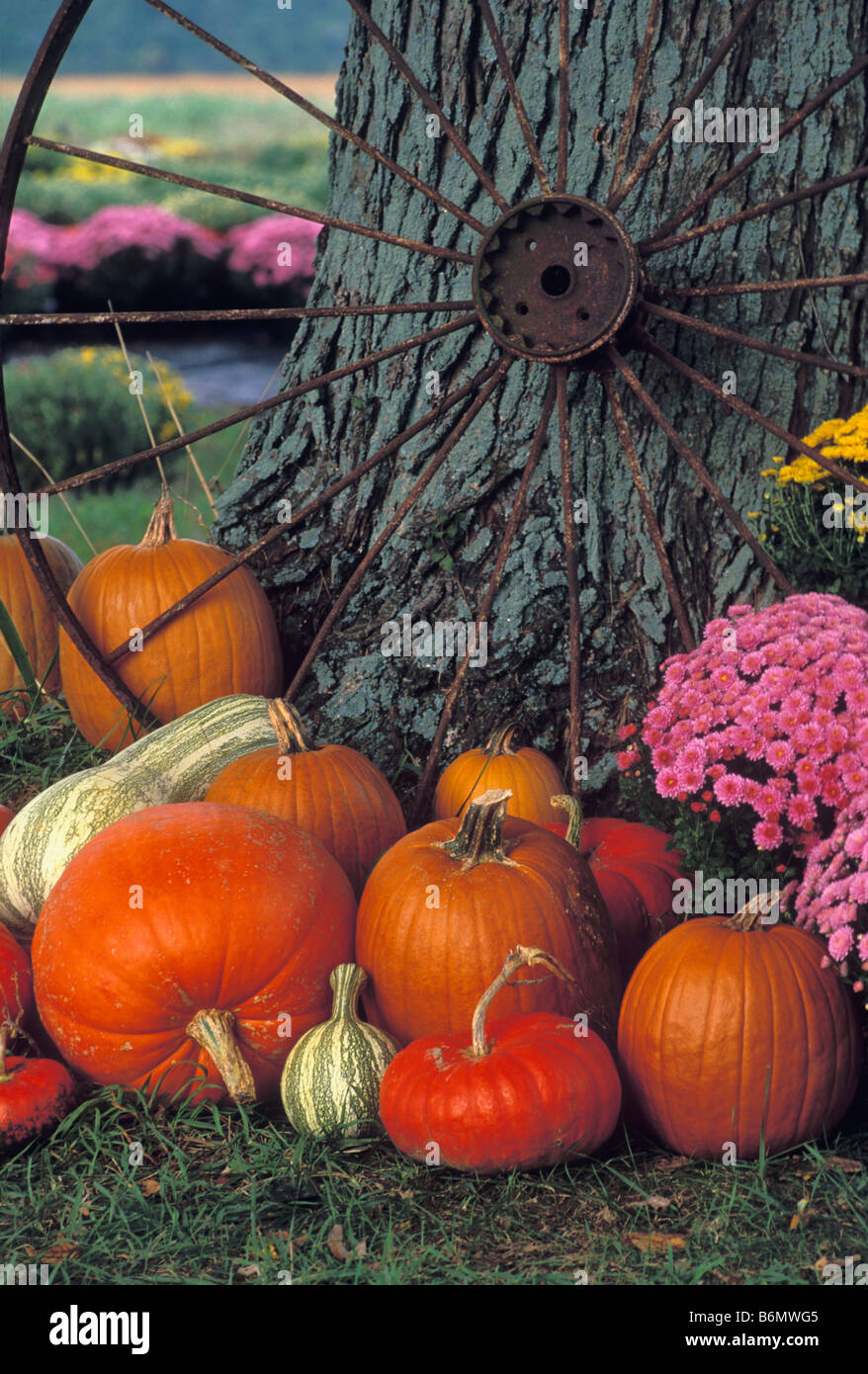 Pumpkins Gourds Mums and Old Wagon Wheel in Harvest Scene in Clark ...