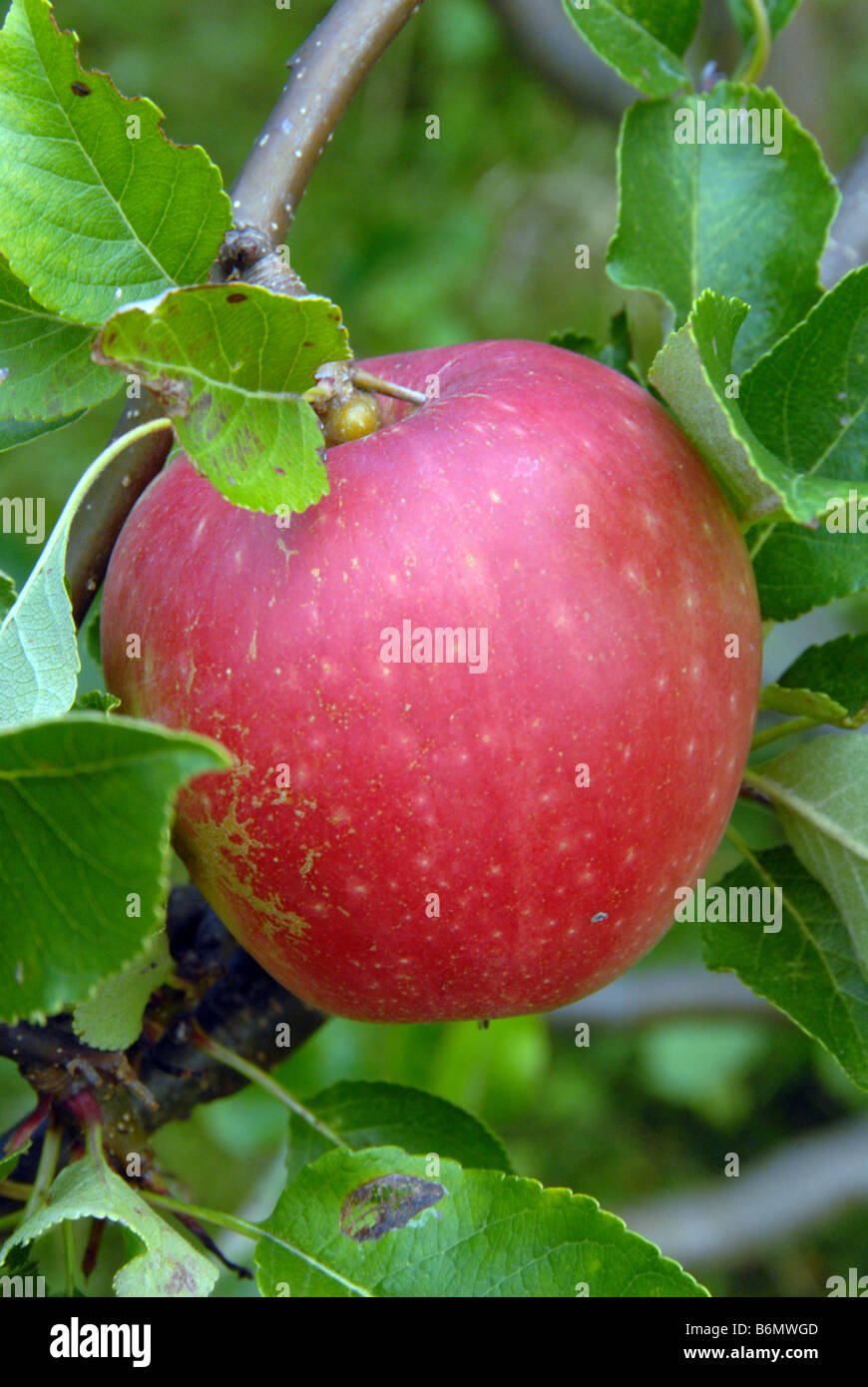 Photo of Apple on an Apple Tree Stock Photo - Alamy