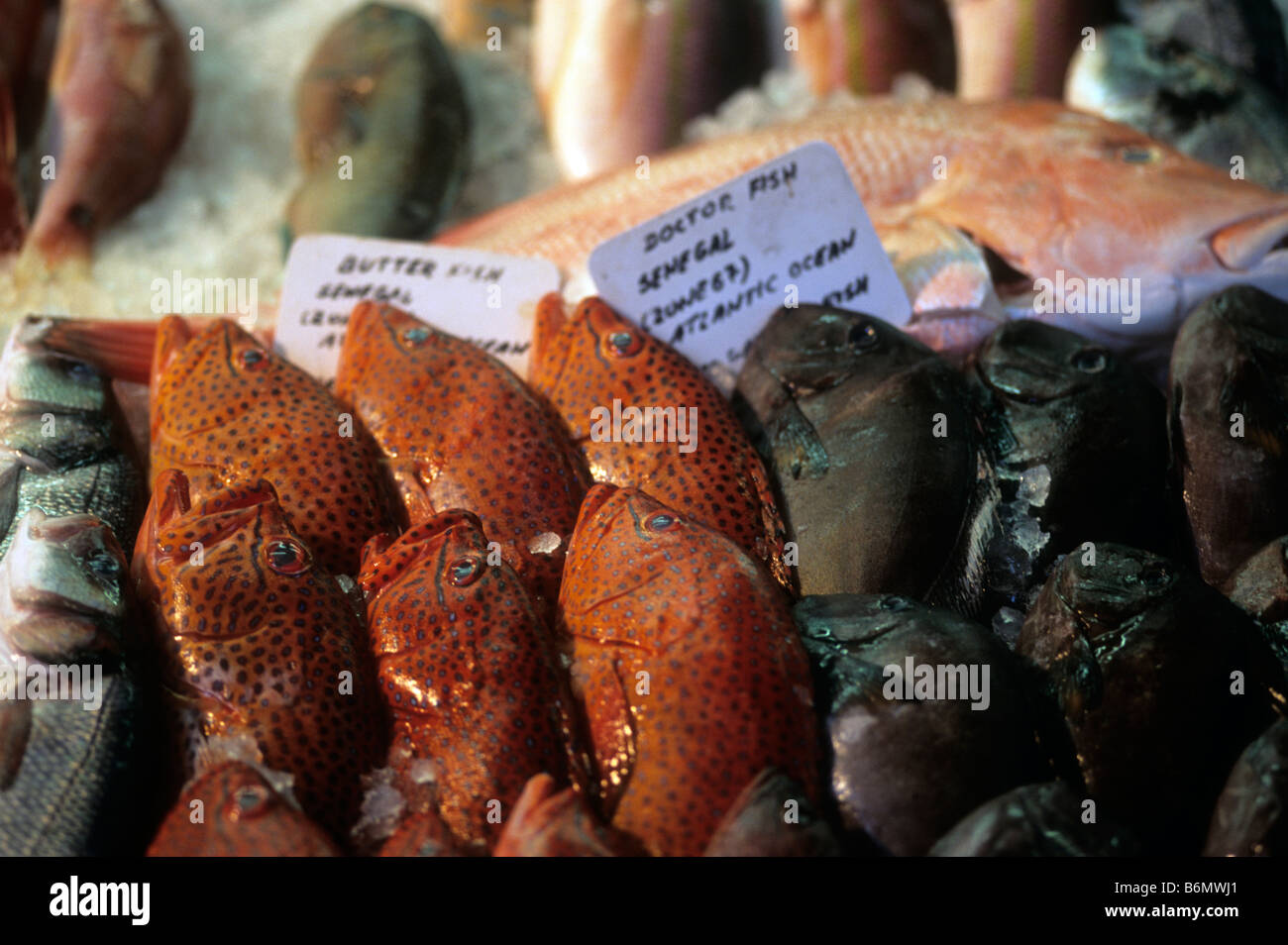 Display of fresh fish hi-res stock photography and images - Alamy