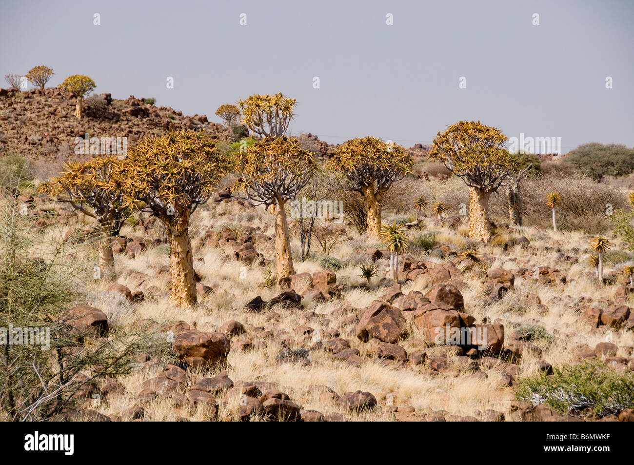 Quiver 3 hi-res stock photography and images - Alamy