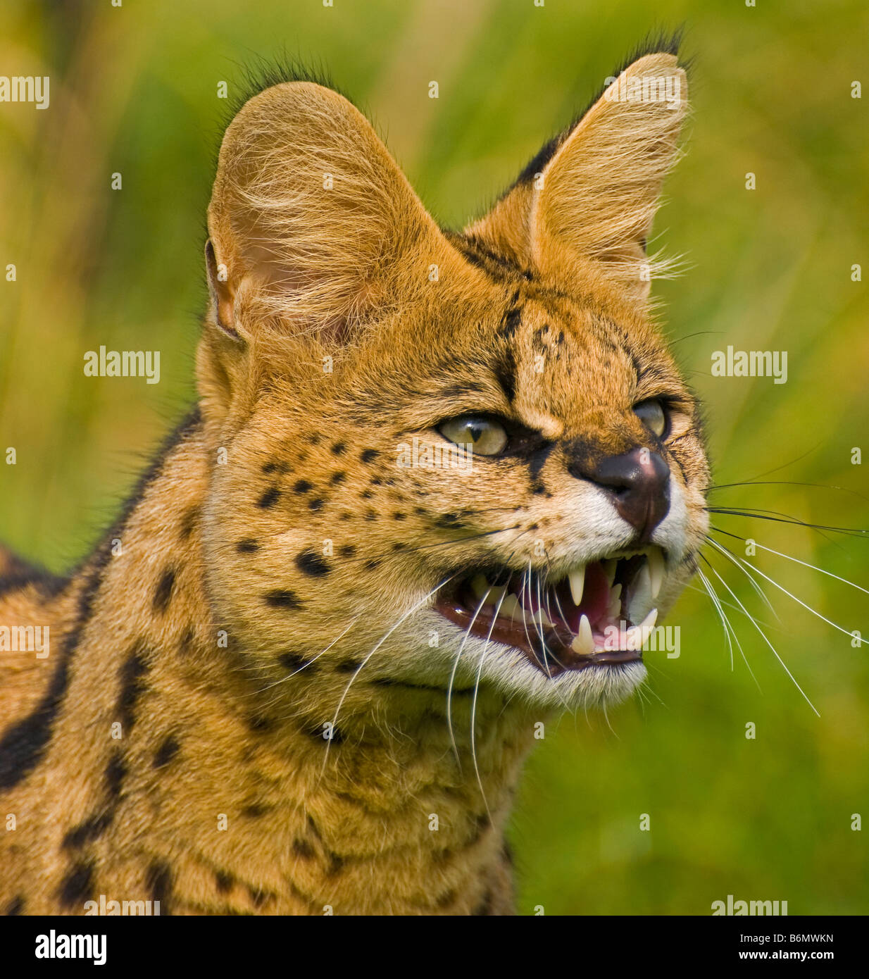 Serval animal carnivore hi-res stock photography and images - Alamy