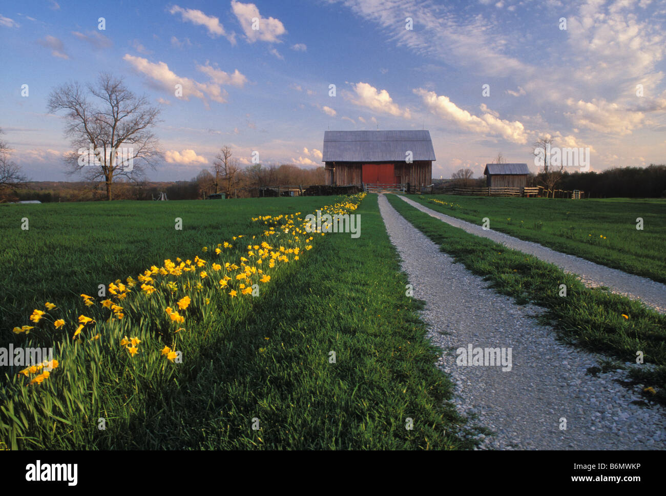 Jonquil road hi-res stock photography and images - Alamy