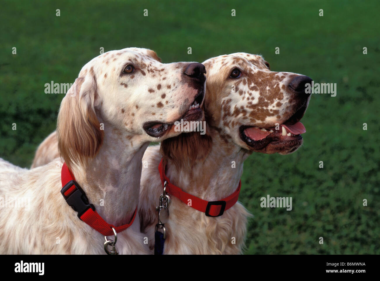 English setters hi-res stock photography and images - Alamy