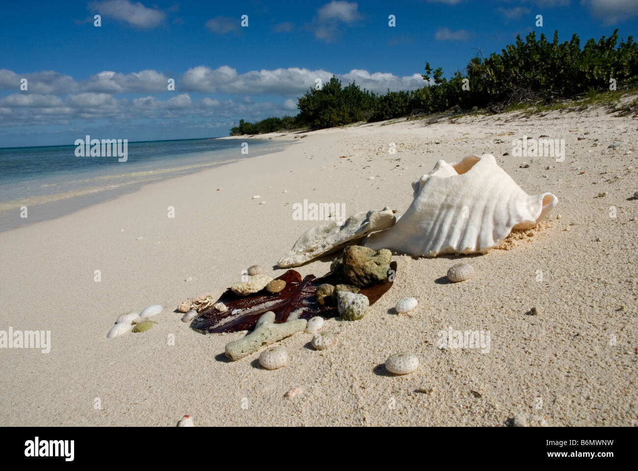 Maria shell hi-res stock photography and images - Alamy