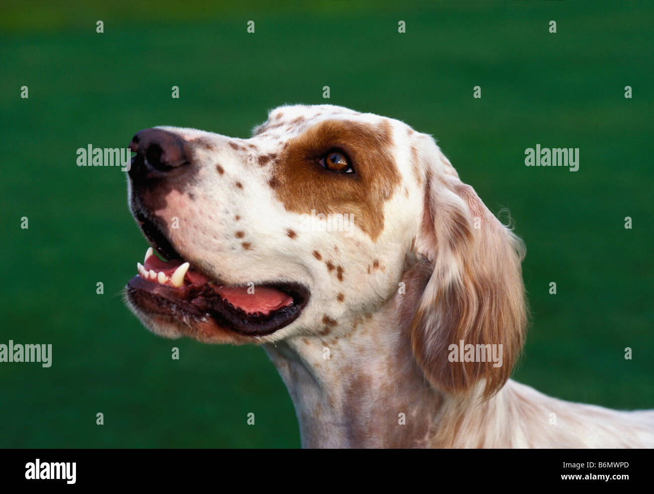 English Setter Portrait Stock Photo - Alamy