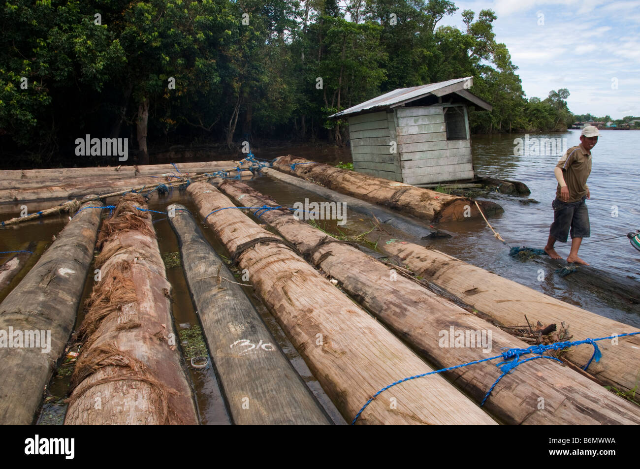 logs floating on a river in Indonesia, Borneo awaiting journey to ply ...