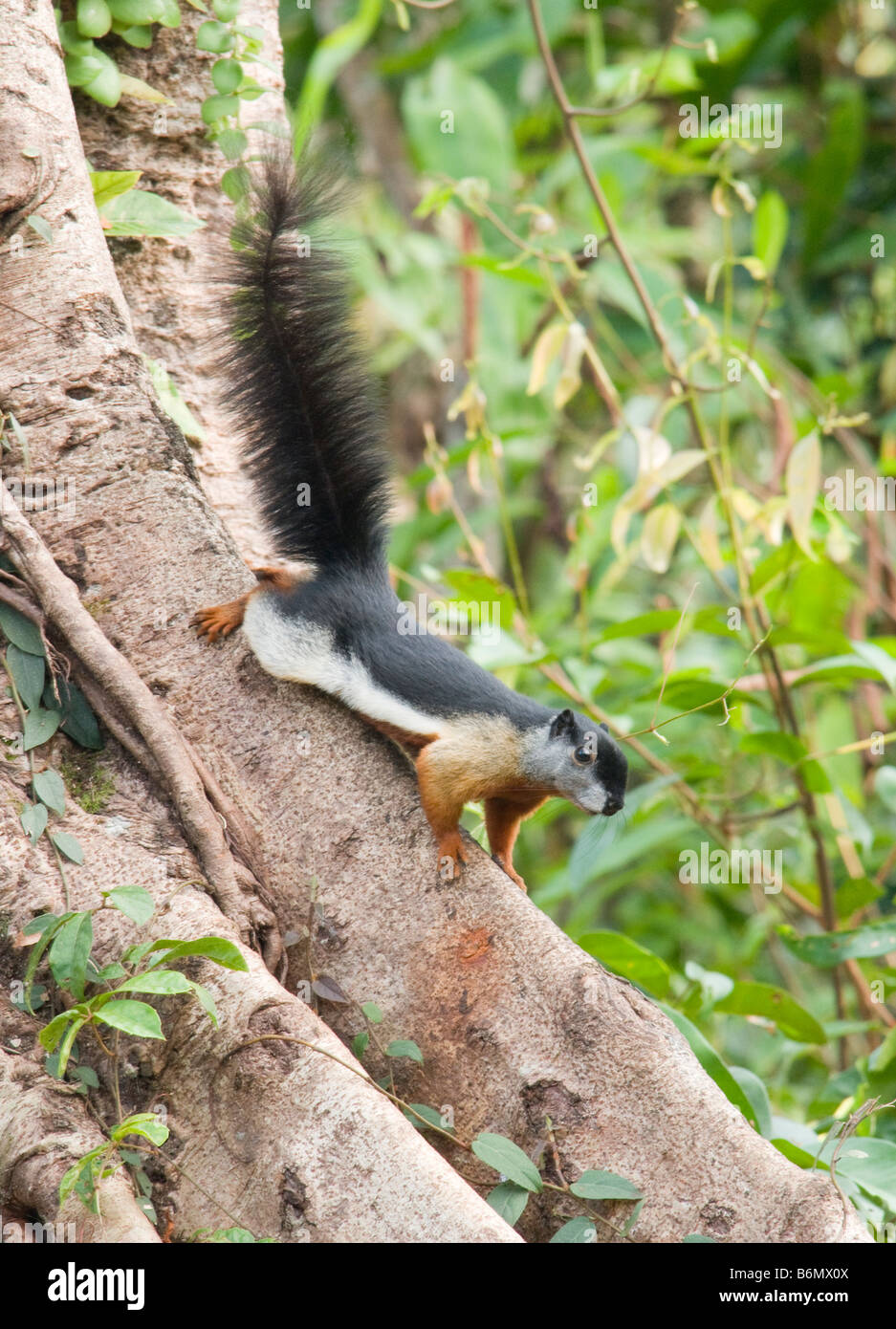 Tri colored squirrel hi-res stock photography and images - Alamy