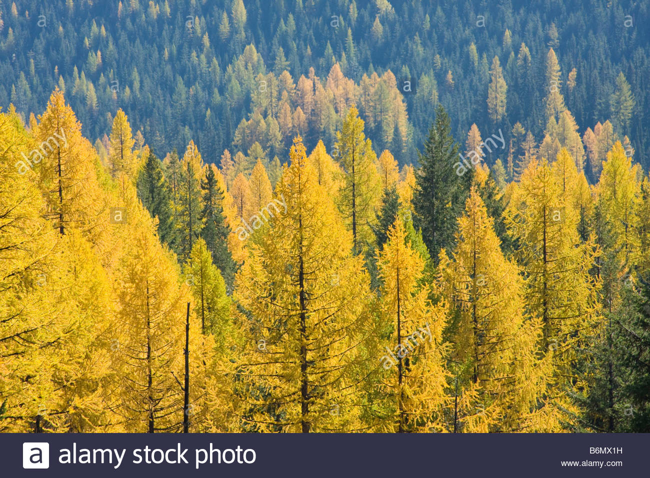 Western Larch Stock Photos & Western Larch Stock Images - Alamy