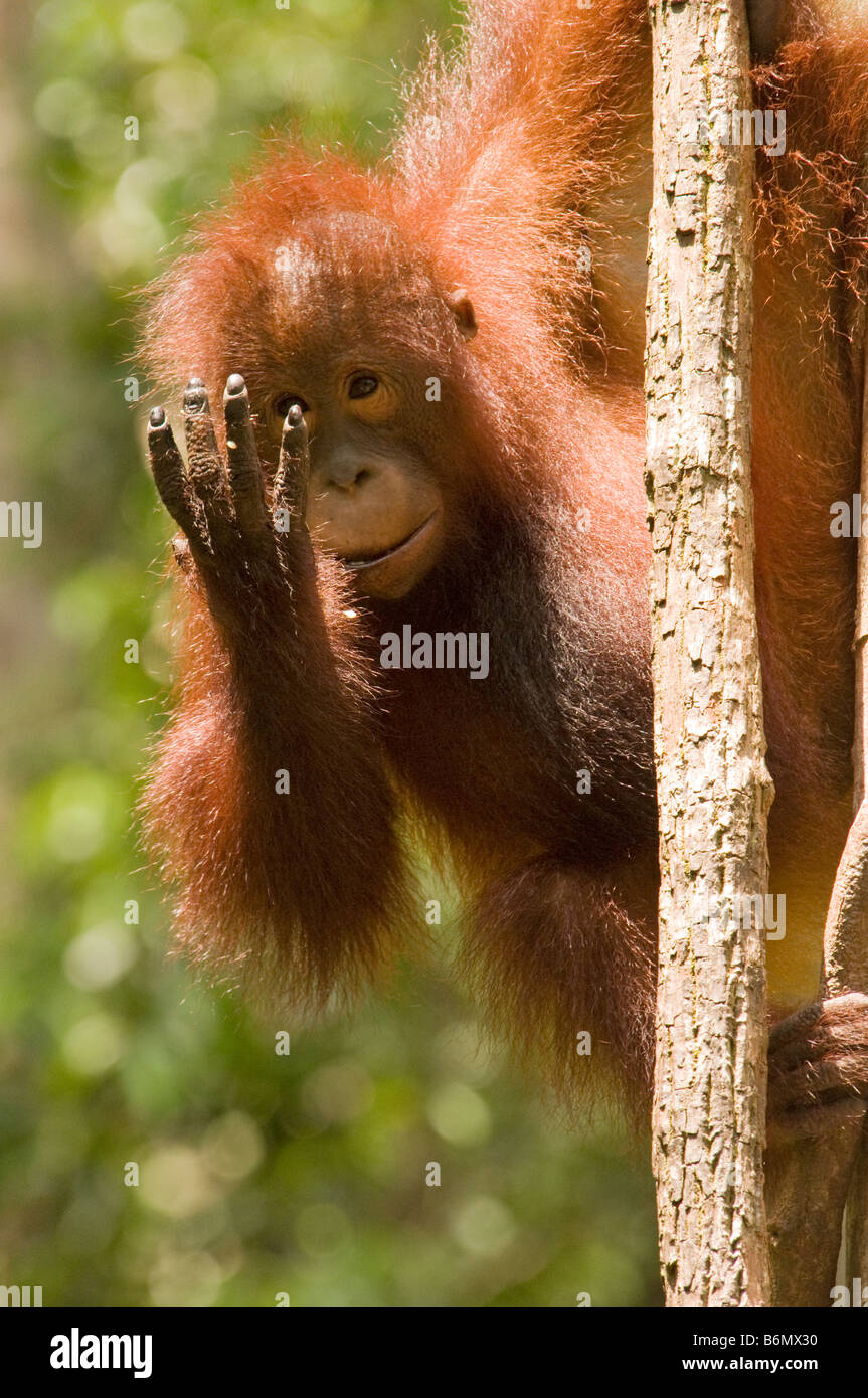 Borneo orangutan young hi-res stock photography and images - Alamy