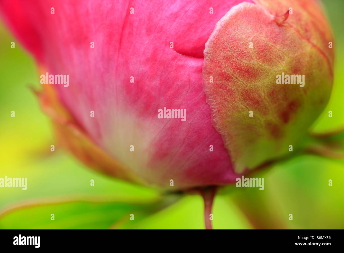 Peony bud hi-res stock photography and images - Alamy