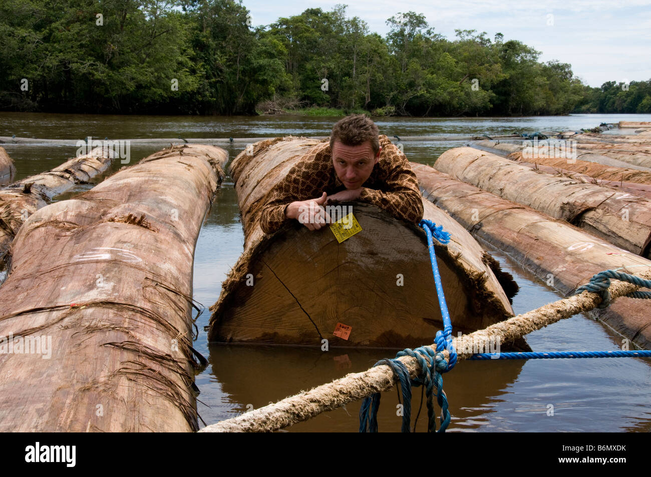 English conservationist on logs floating on a river in Indonesia ...