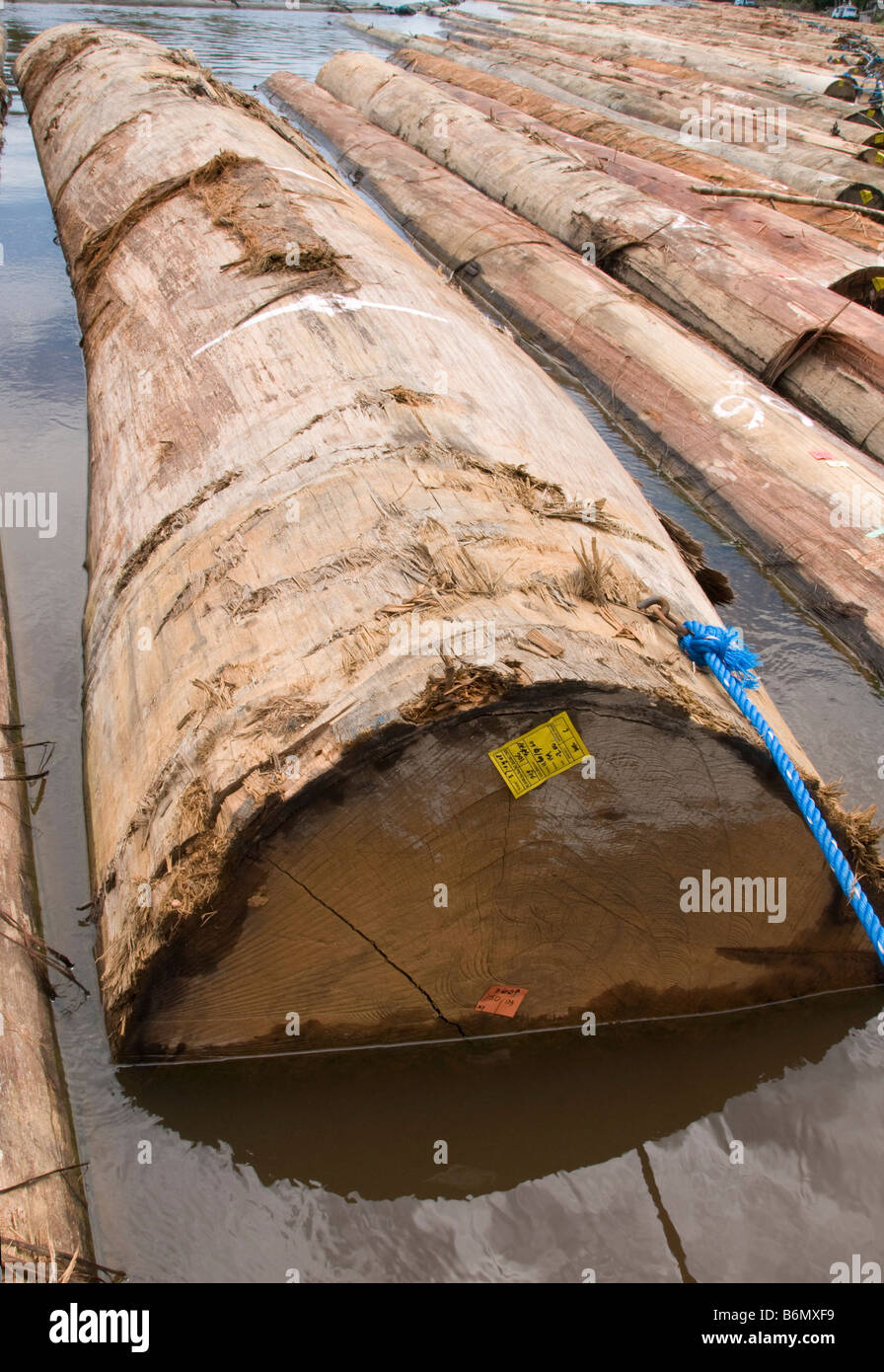 logs floating on a river in Indonesia, Borneo awaiting journey to ply ...