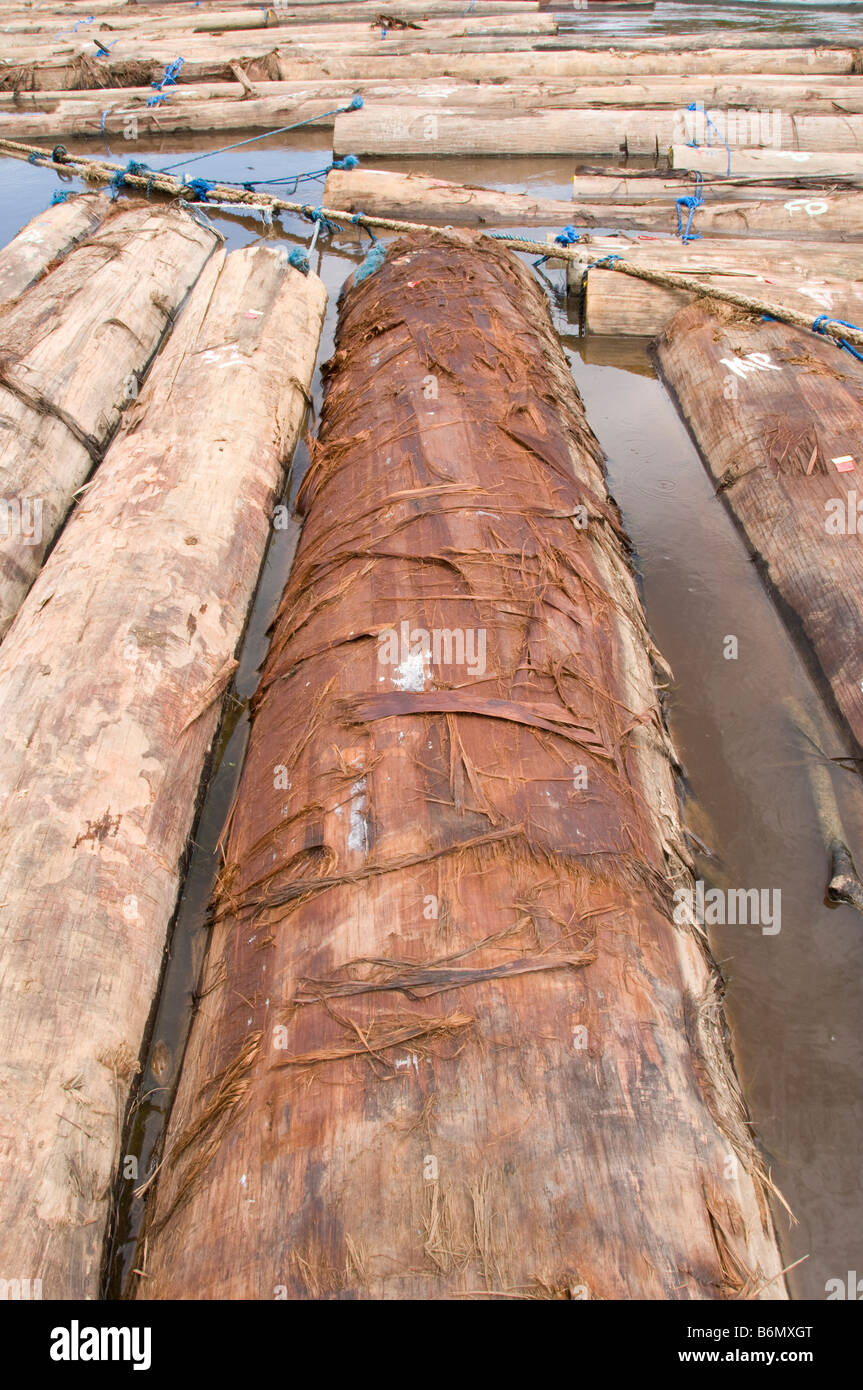 logs floating on a river in Indonesia, Borneo awaiting journey to ply ...