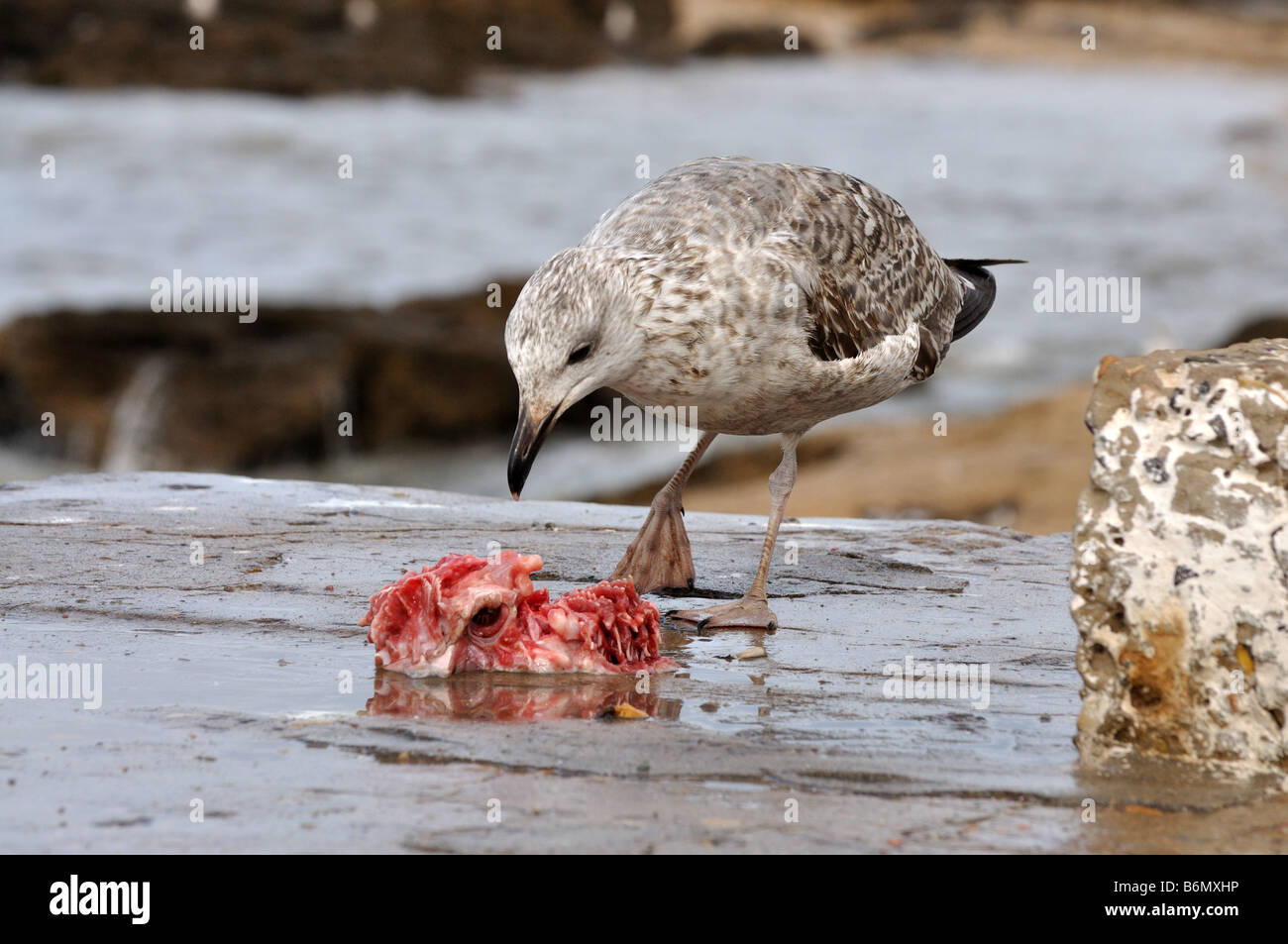 Fish eating seagull hi-res stock photography and images - Alamy