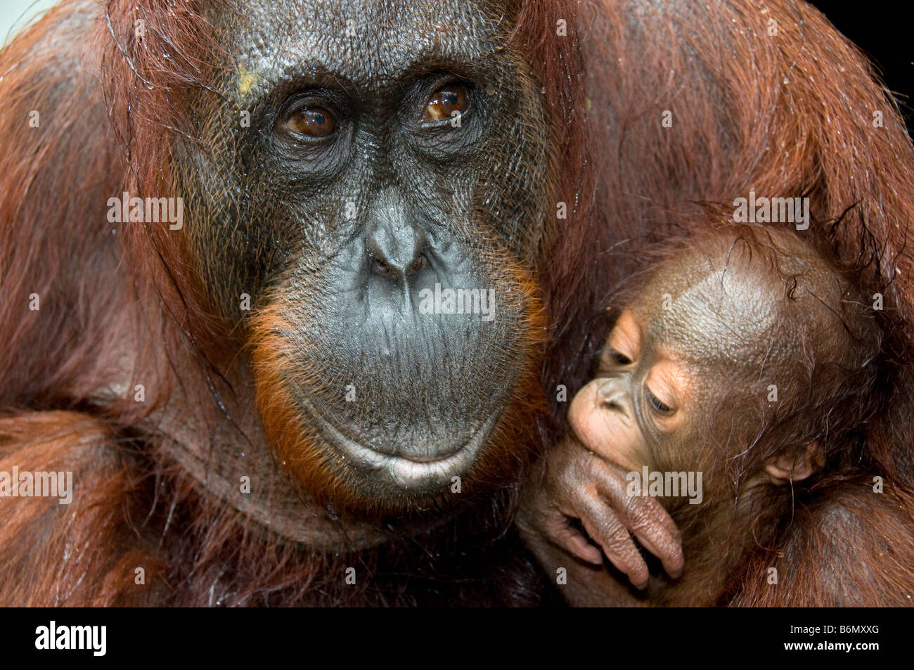 Borneo Orangutan, Pongo pygmaeus, with baby in the rain Stock Photo - Alamy