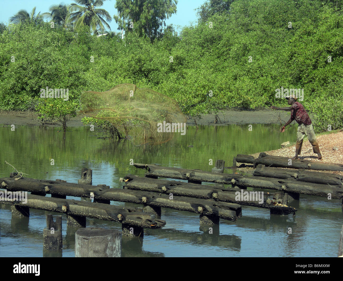 Man fishing with a round net at Koto bridge in The Gambia West Africa ...