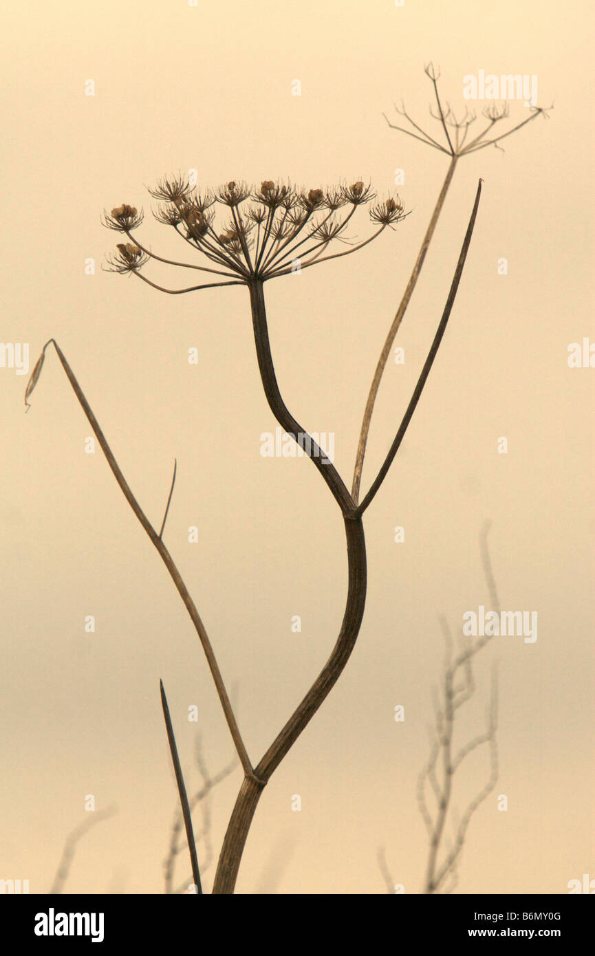 Stem silhouette hi-res stock photography and images - Alamy