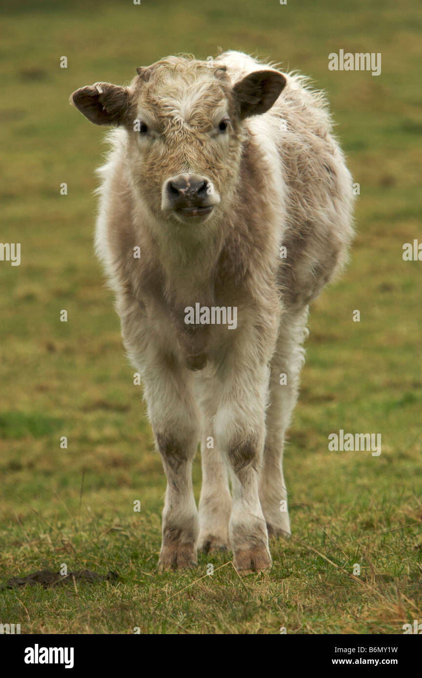Young bullock calf hi-res stock photography and images - Alamy