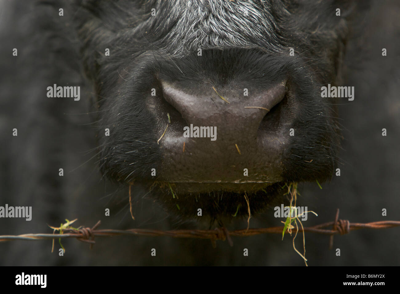 Bulls nose hi-res stock photography and images - Alamy
