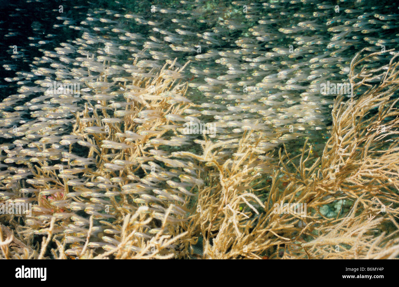 Large shoal of glassfish sweepers family name hi-res stock photography ...