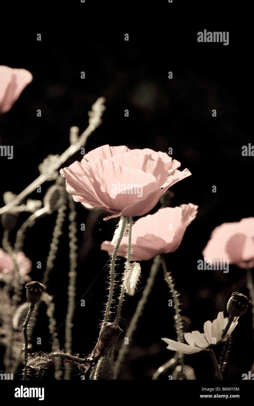 Desaturated pastel colours hi-res stock photography and images - Alamy