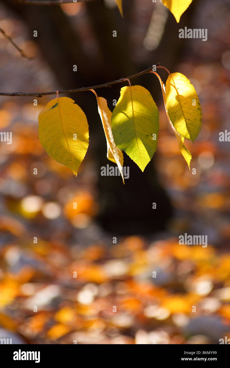 Fall field hi-res stock photography and images - Alamy