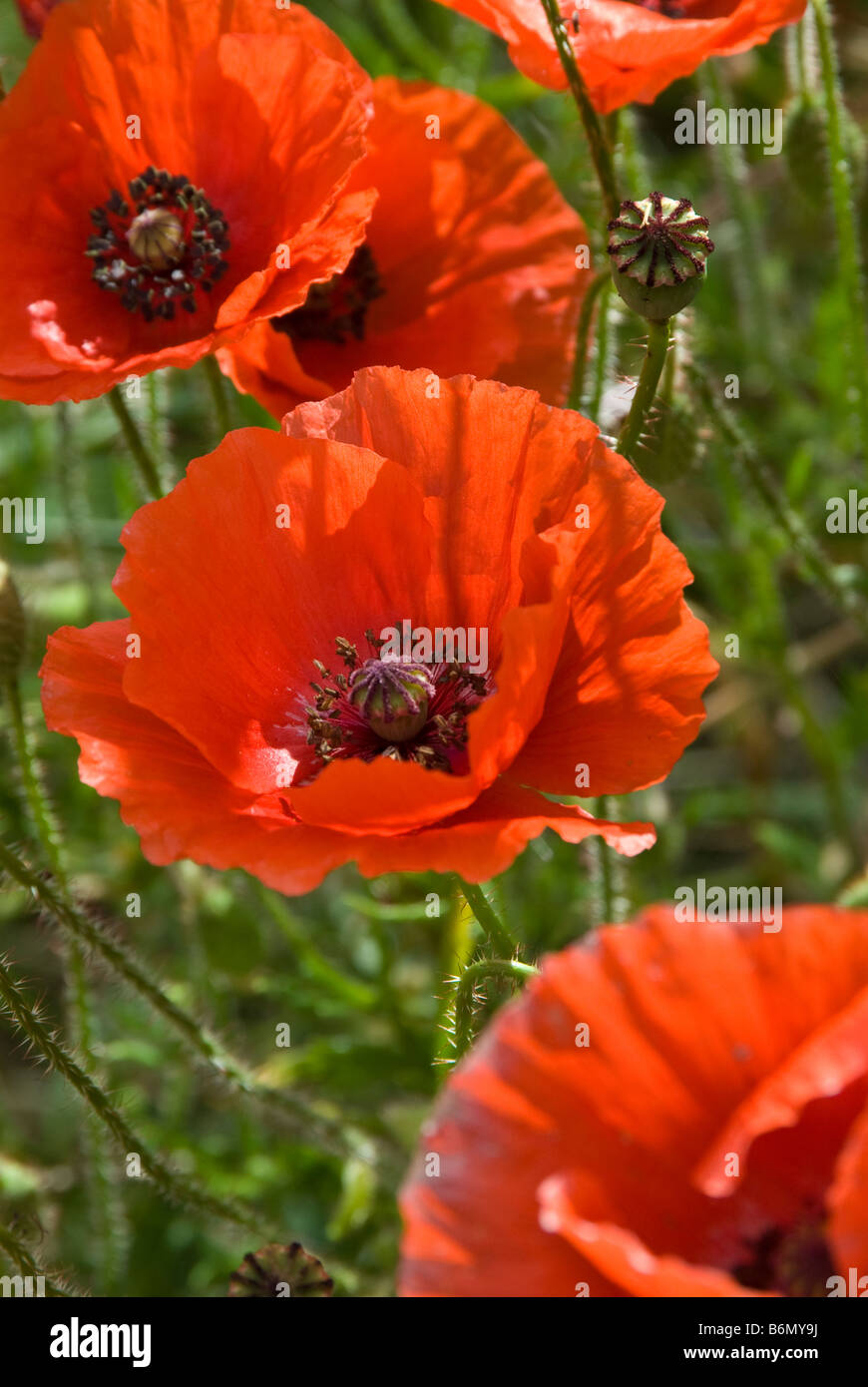Red Poppies flowering in summer, UK Stock Photo - Alamy