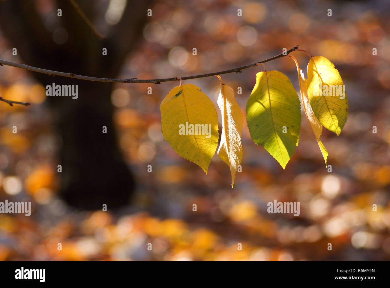 field of cherry tree in fall Stock Photo - Alamy