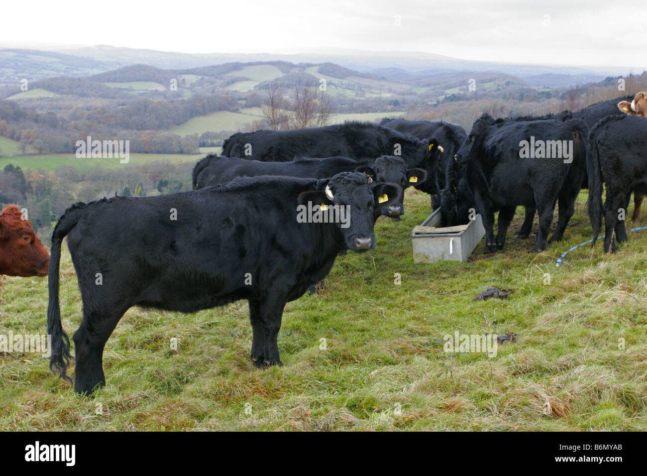 Stock drinking trough hi-res stock photography and images - Alamy