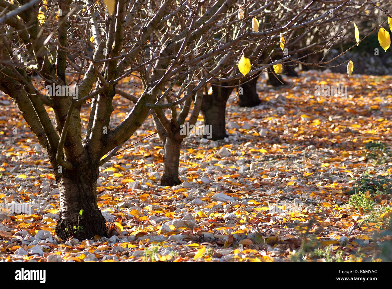 Montreal yellow tree hi-res stock photography and images - Alamy