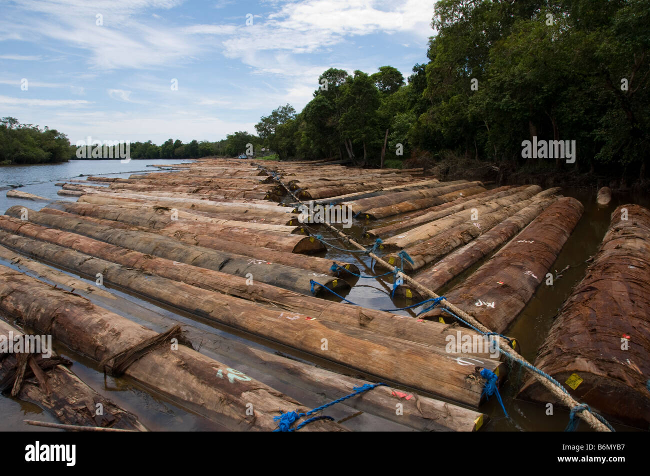 logs floating on a river in Indonesia, Borneo awaiting journey to ply ...