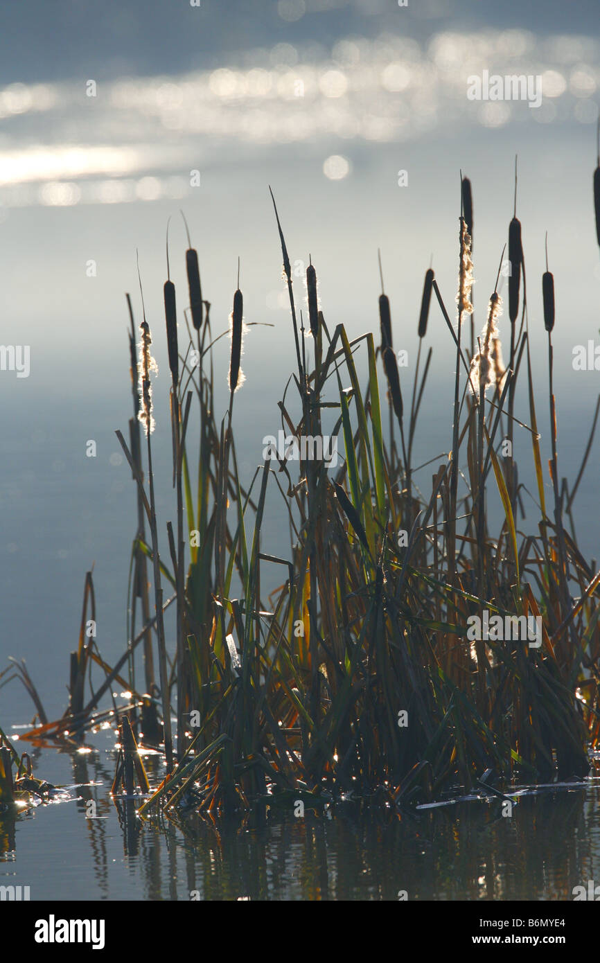 Reed mace plant hi-res stock photography and images - Alamy