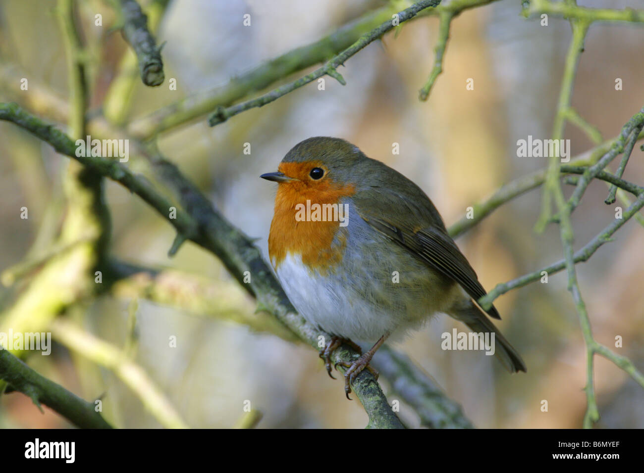 Robin redbreast bush hi-res stock photography and images - Alamy