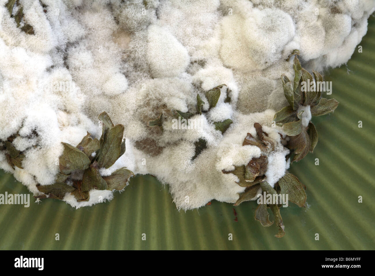 Mass of white mold has engulfed some strawberries only the dried green ...
