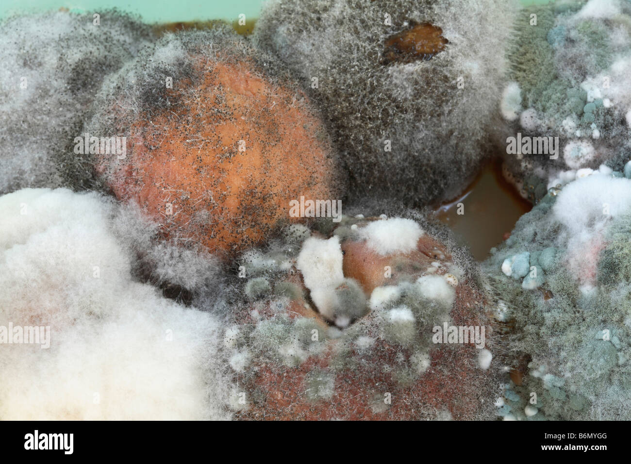 Group of seven very mouldy peaches close up Stock Photo - Alamy