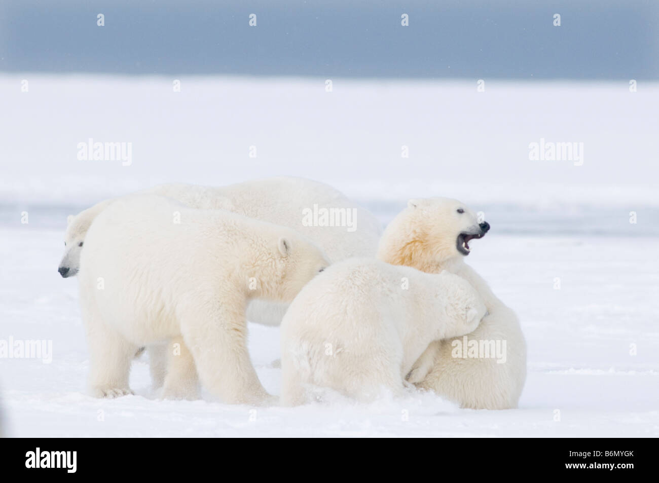 polar bears Ursus maritimus cubs two 2 year olds and a spring cub play ...