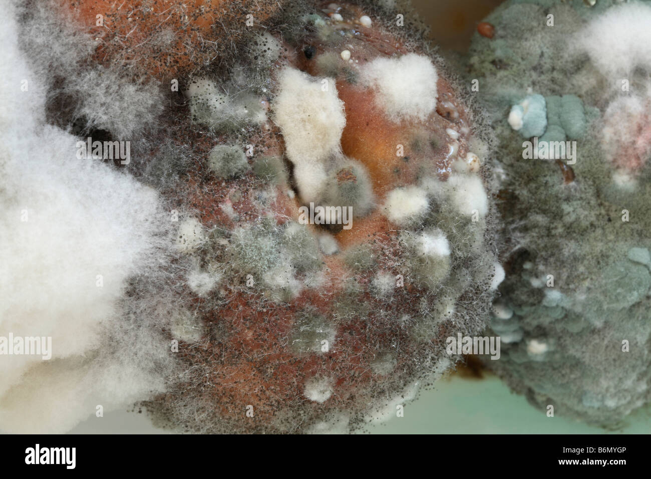 Rotten moldy peaches hi-res stock photography and images - Alamy