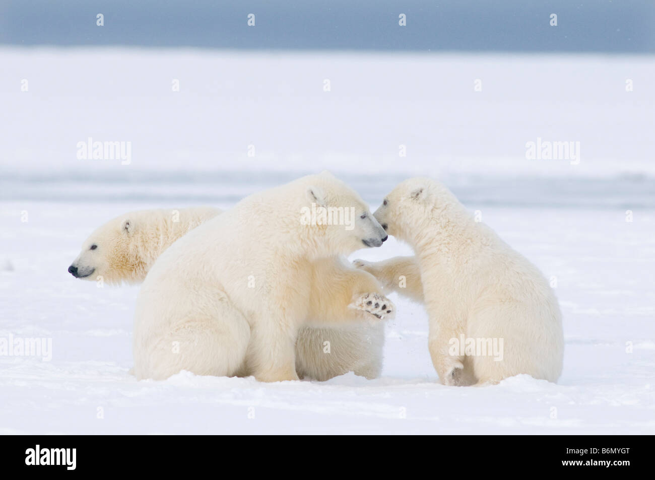 polar bears Ursus maritimus cubs two 2 year olds and a spring cub play ...