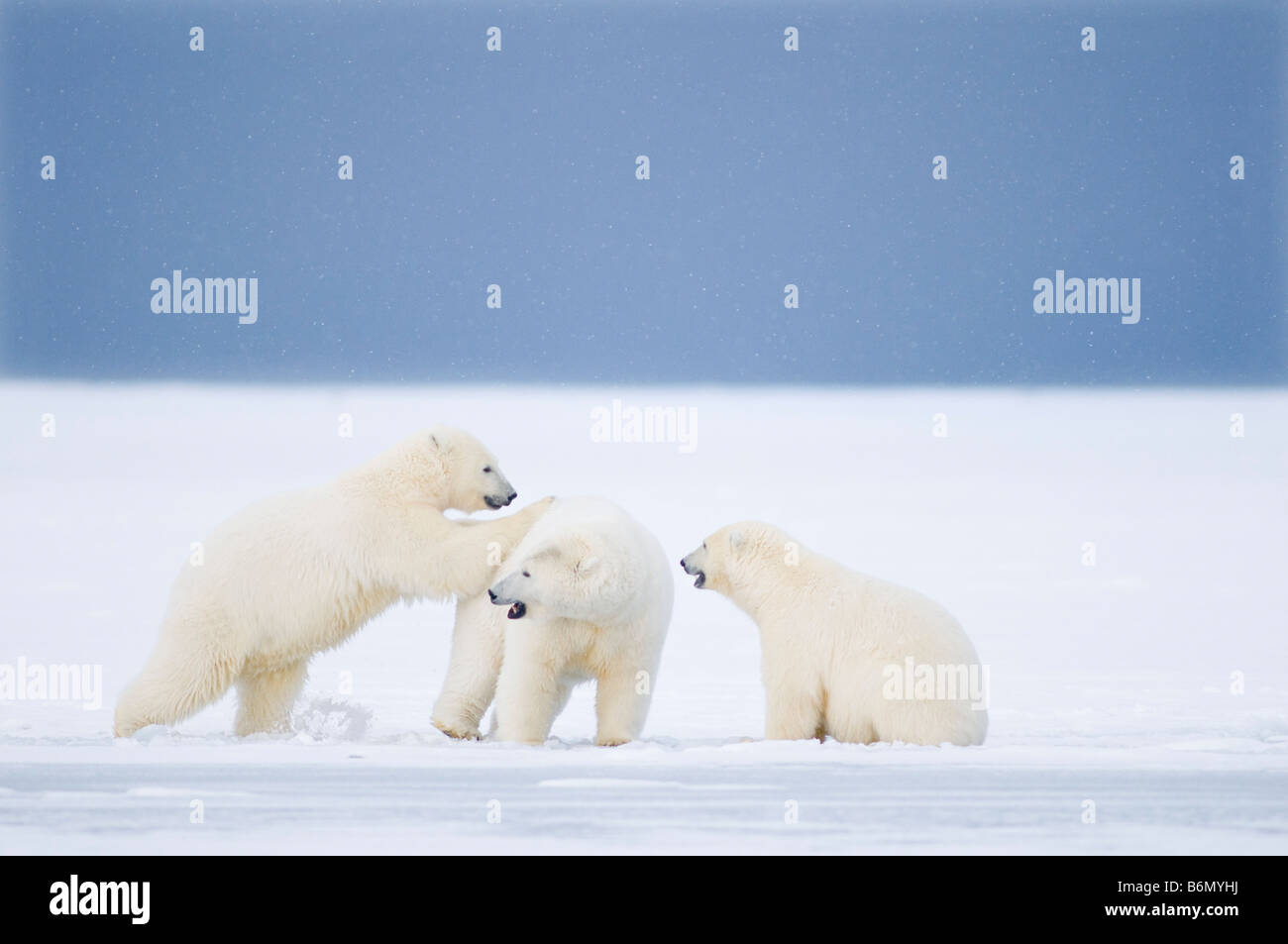 polar bears Ursus maritimus cubs two 2 year olds and a spring cub play with one another on the ...