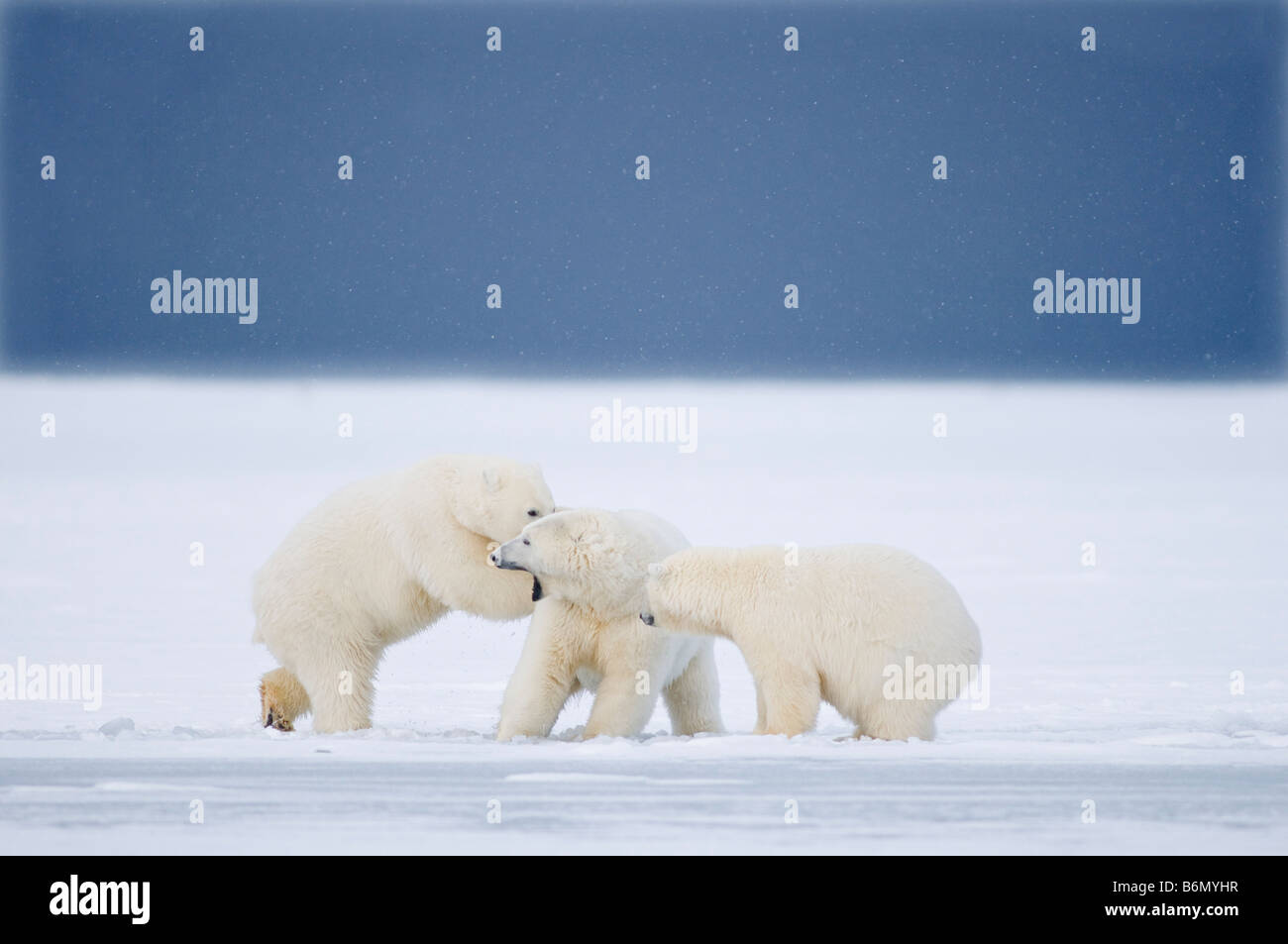 polar bears Ursus maritimus cubs two 2 year olds and a spring cub play ...